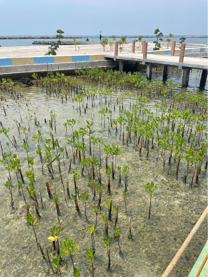 Konservasi Mangrove dengan Metode Guludan – Pertamina Patra Niaga JBB