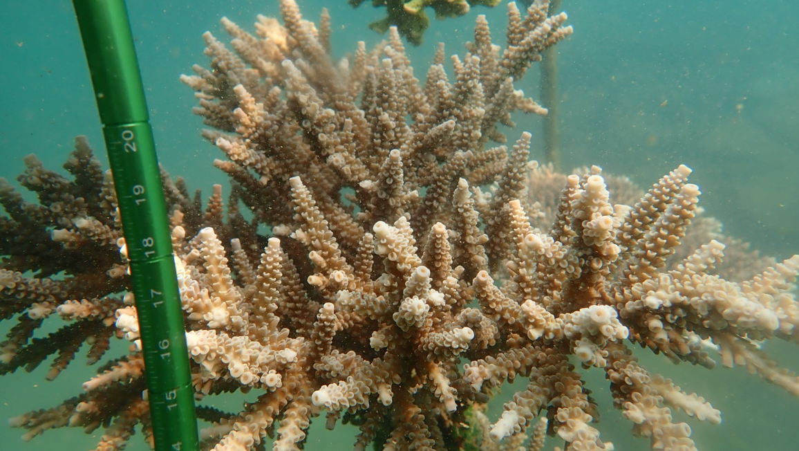 Transplantasi Coral Garden Acropora Tabulate serta Pengadaan Alat ...