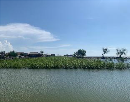 WAVER MANGROVE: Water Level Control Mangrove – Pertamina Patra Niaga JBB